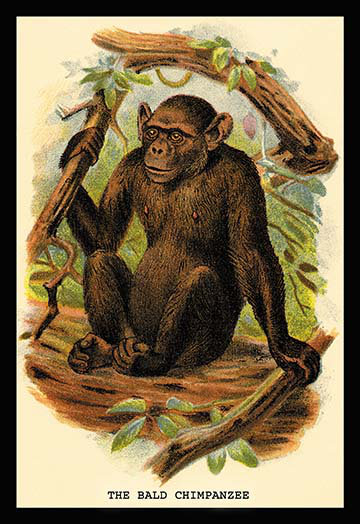 Buyenlarge 'The Bald Chimpanzee' by G.R. Waterhouse Graphic Art | Wayfair
