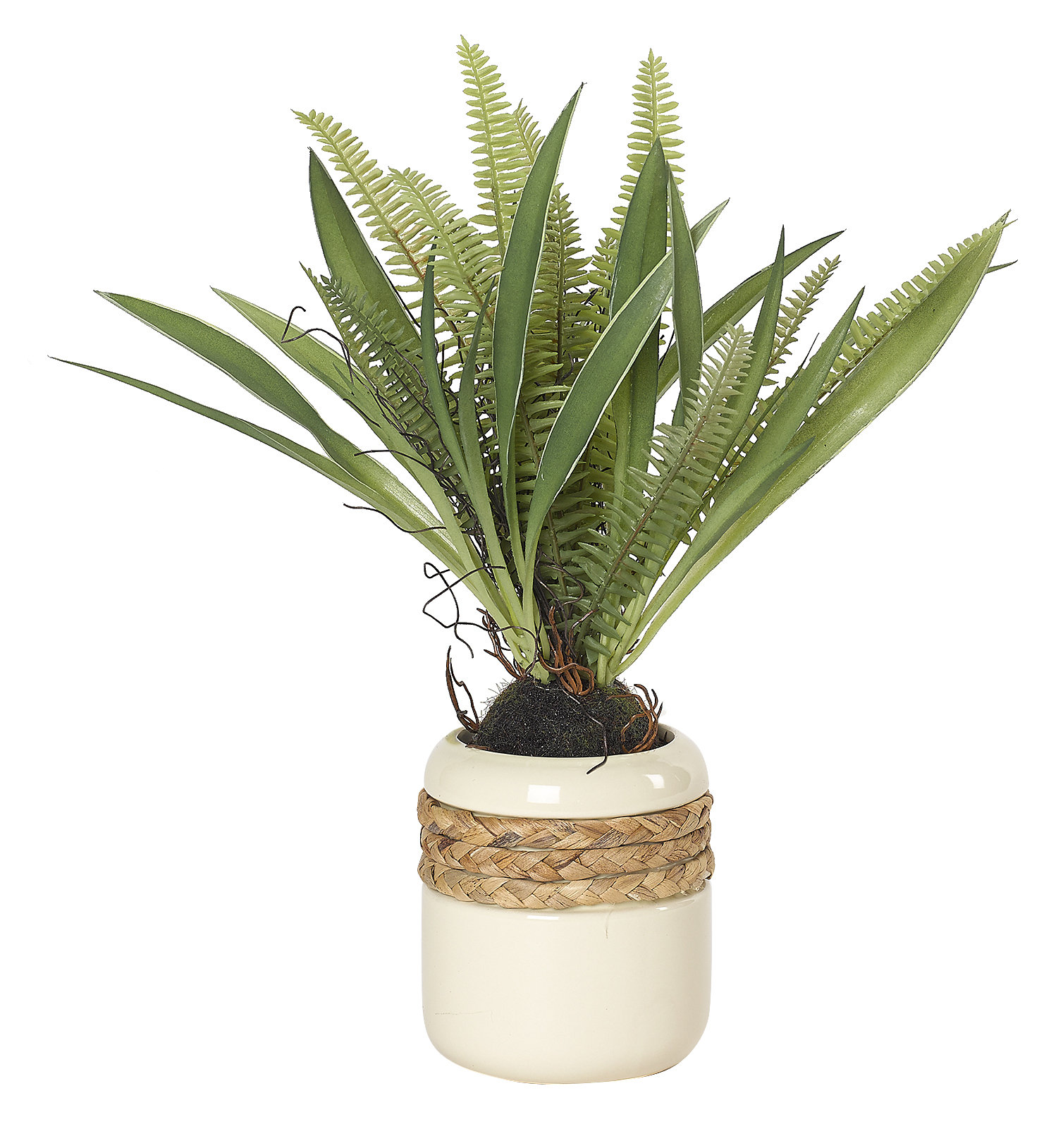 Primrue Medium Fern In Ceramic Planter With Braided Detail | Wayfair