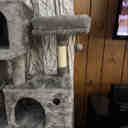 Archie & Oscar™ Timmins 78.3" Multi-Level Cat Tree with Cat Scratching ...