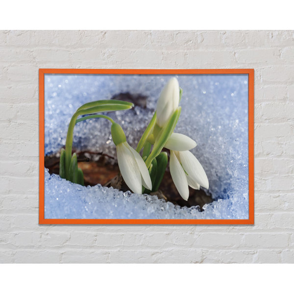 Ebern Designs White Snowdrops Peering Through The Snow - Single Picture ...