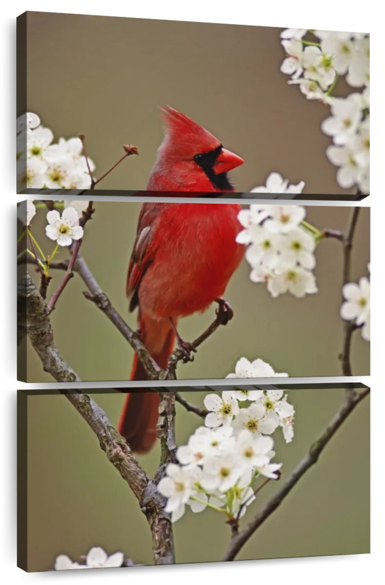 Ebern Designs Brampt Northern Cardinal And Pear Flowers | Wayfair