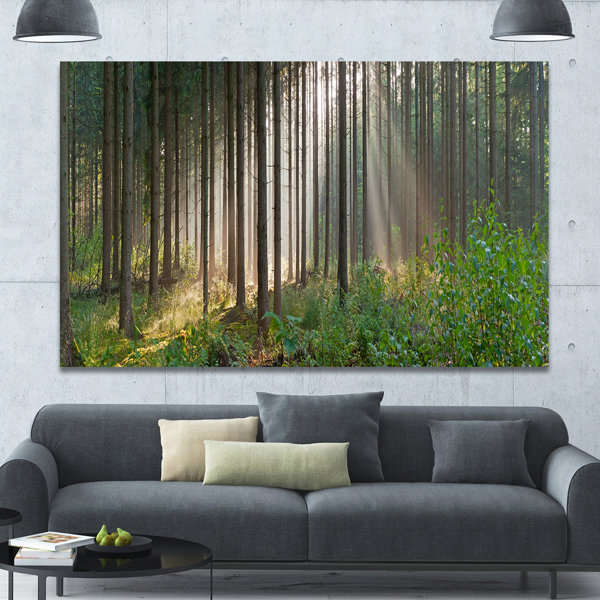 Millwood Pines Landscape Green Forest in Mist Panorama Canvas ...