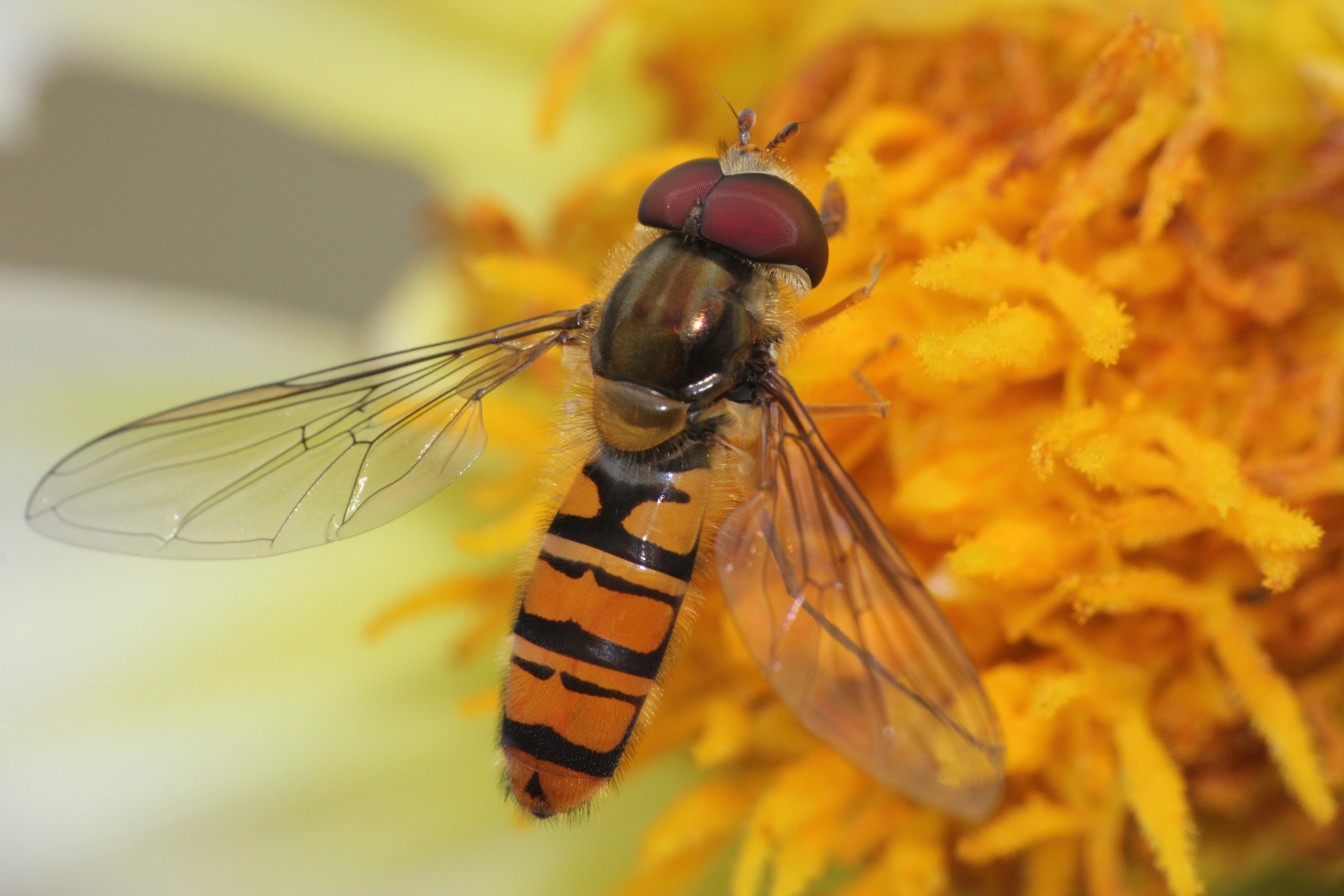 Gracie Oaks Hoverfly - Wayfair Canada