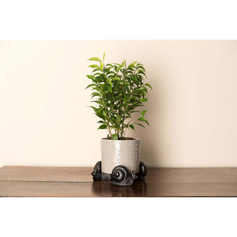 Jardinopia Snail Bronze Coloured Planter Feet In Gift Box | Wayfair