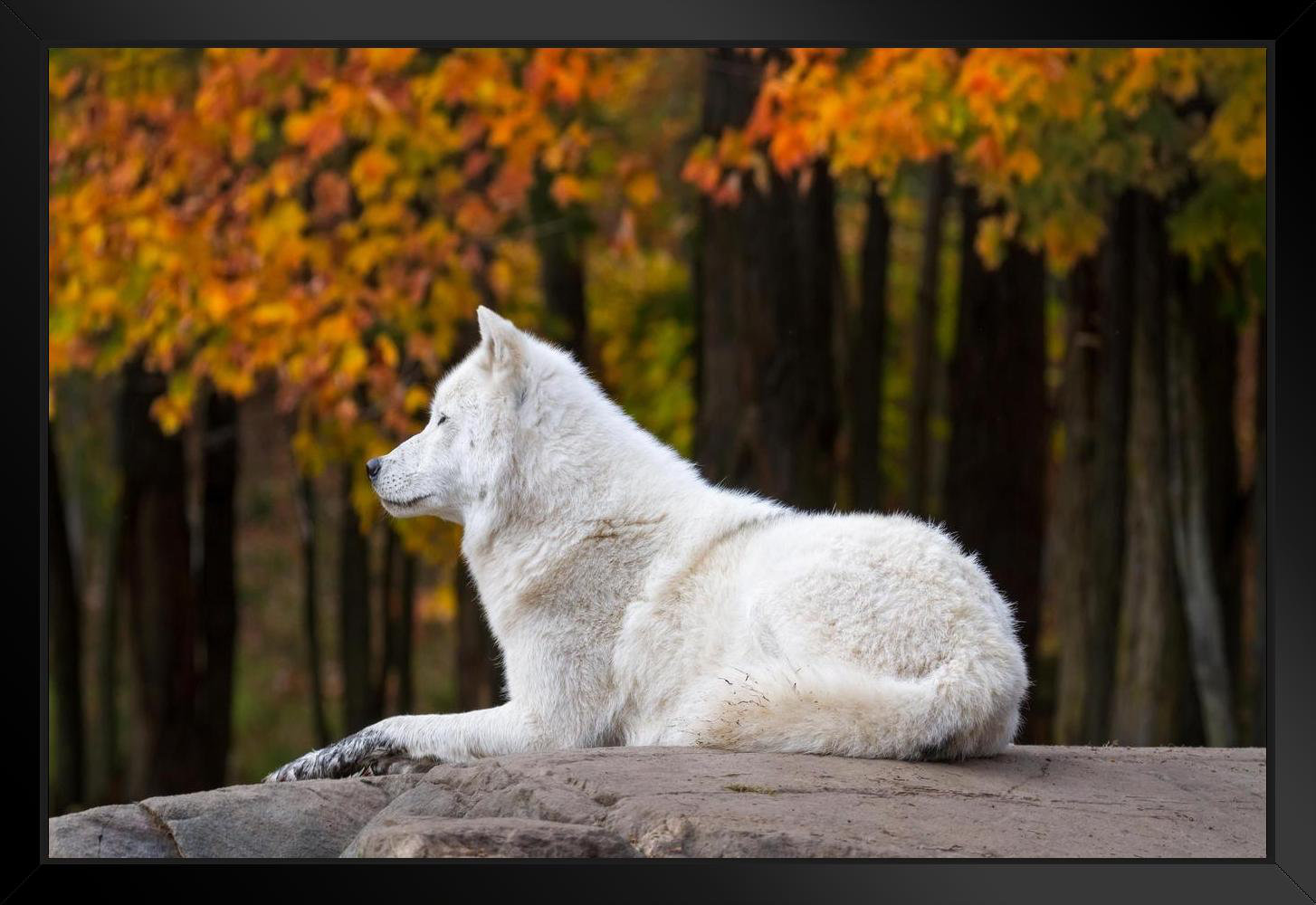 Latitude Run® Arctic Wolf In Fall Season Photo Photograph Wolf Posters ...