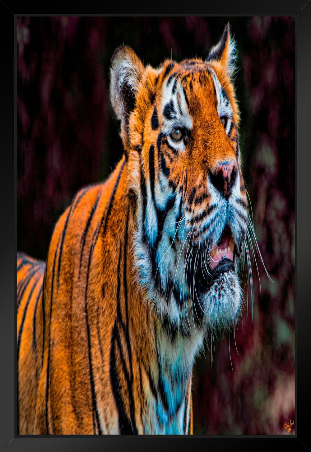 Latitude Run® Tiger Talking By Chris Lord Photo Tiger Art Print Tiger ...