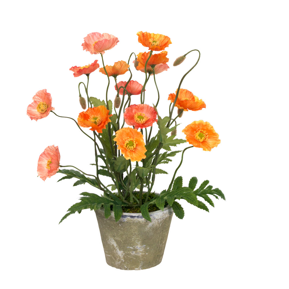 Diane James Home Blooms Poppies In Antique Clay Pot | Wayfair
