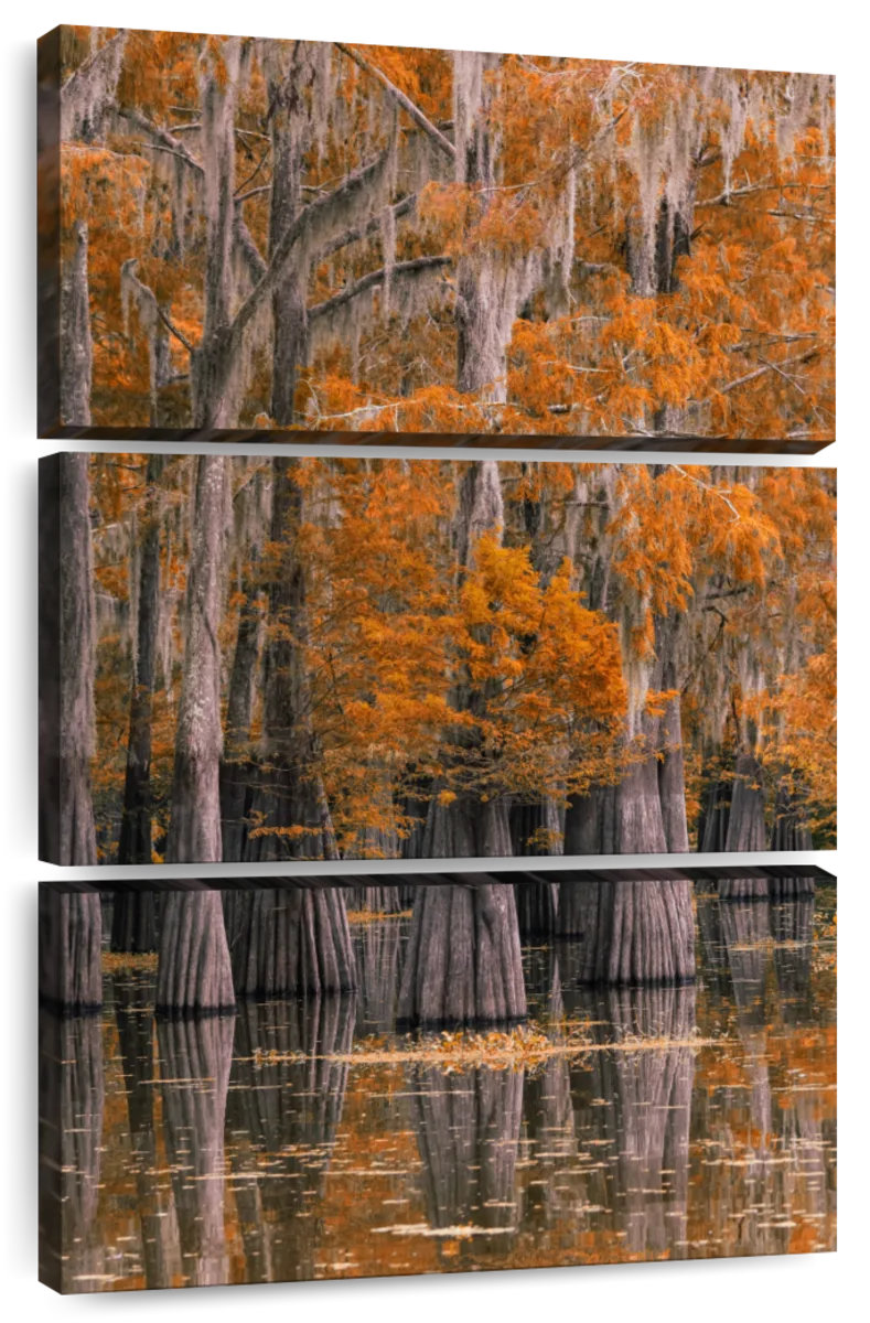 Lark Manor™ Harnek Lake Martin Cypress Tree In Autumn | Wayfair