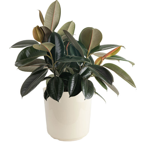 Costa Farms Indoor Burgundy Rubber House Plant in 10-inch Décor Pot ...