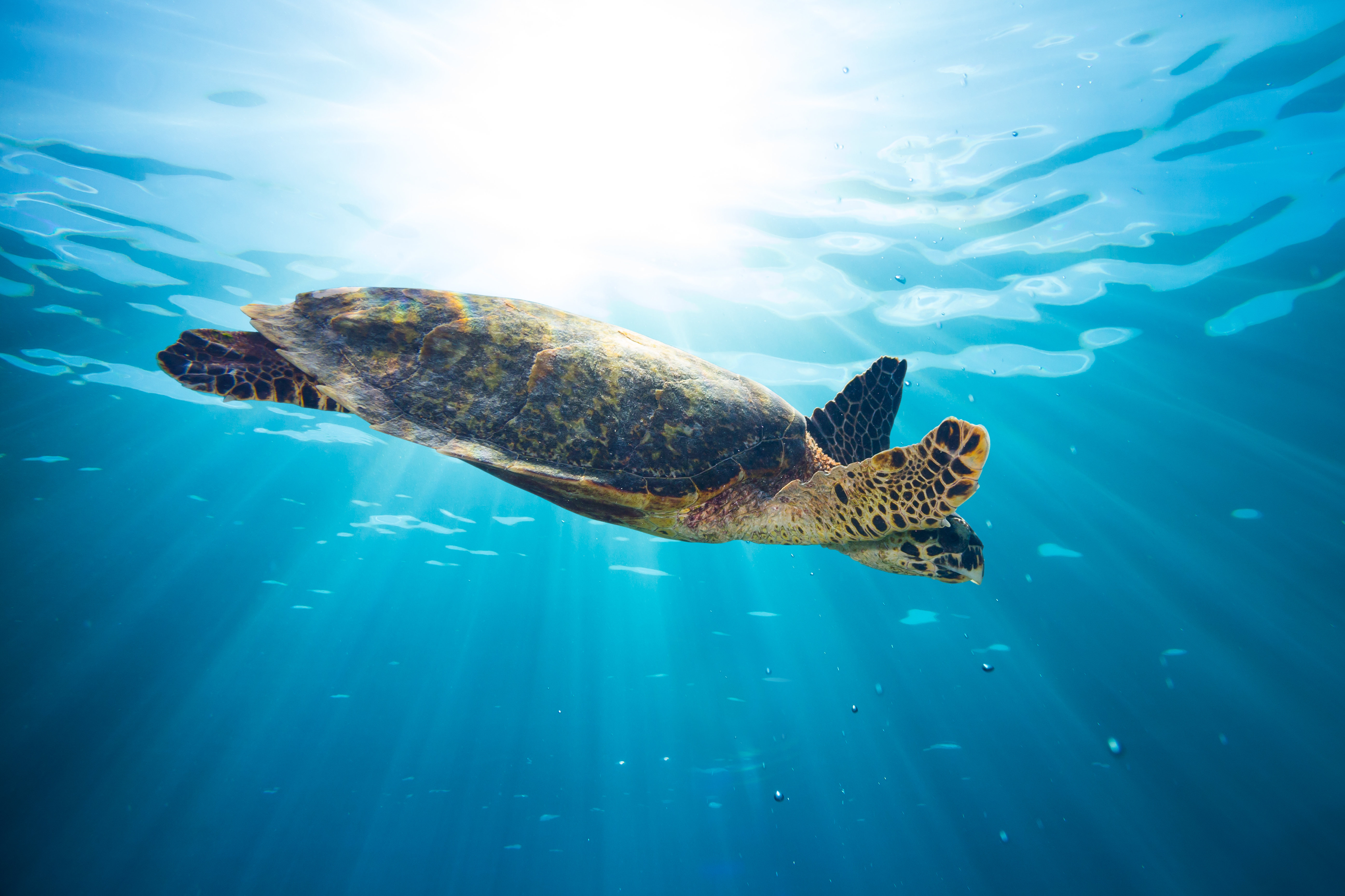 17 Stories Hawksbill Sea Turtle - Wrapped Canvas Photograph | Wayfair.co.uk