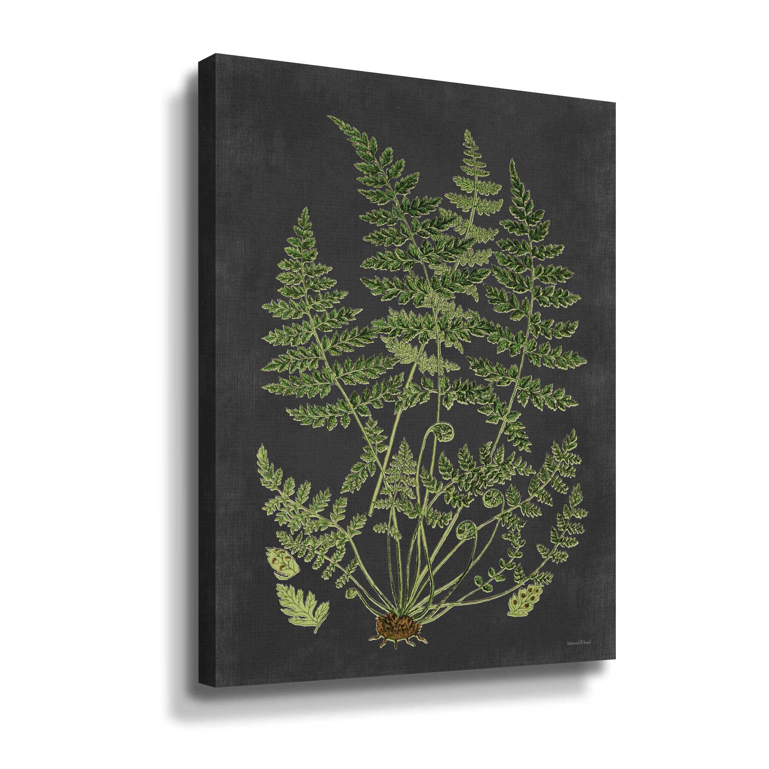 Bay Isle Home Fern Study On Canvas Print | Wayfair