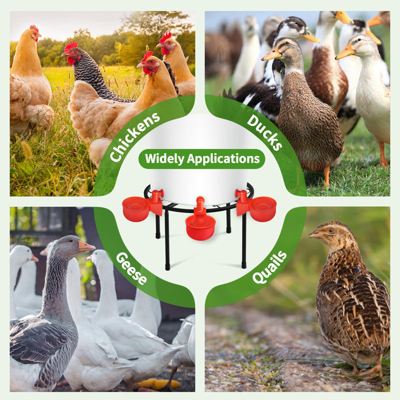 Tucker Murphy Pet™ Chicken Waterer for Coop Poultry(12 Pack) | Wayfair