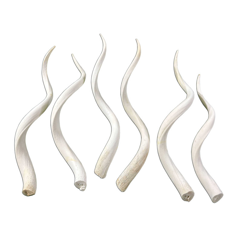 Orren Ellis Jontavis Kudu Inner Horn Bone | Wayfair