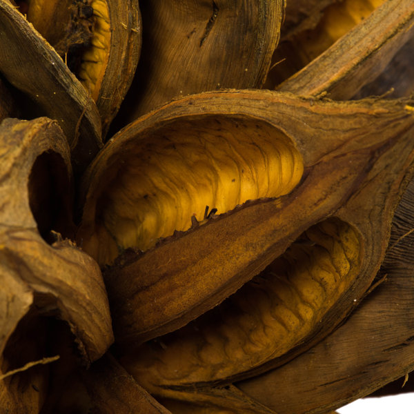 Primrue All Natural Star Pod, Extra Large, Dried 6" Star Pod, Dried ...