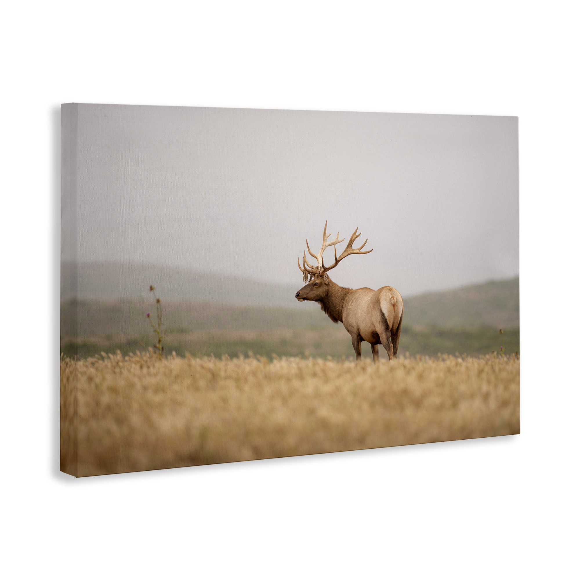 Union Rustic Tule Elk Photography Canvas Wall Art by Crystal Lynn ...