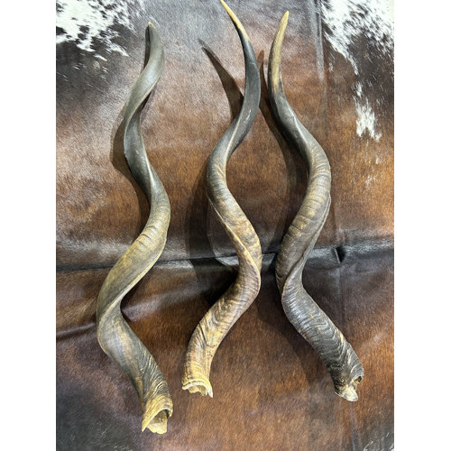 Foundry Select African Kudu Antelope Horn XXL | Wayfair