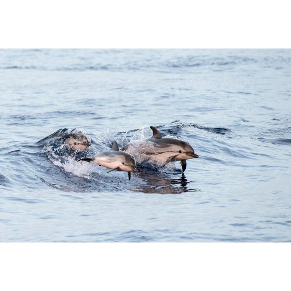 House of Hampton Dolphin While Jumping | Wayfair.co.uk