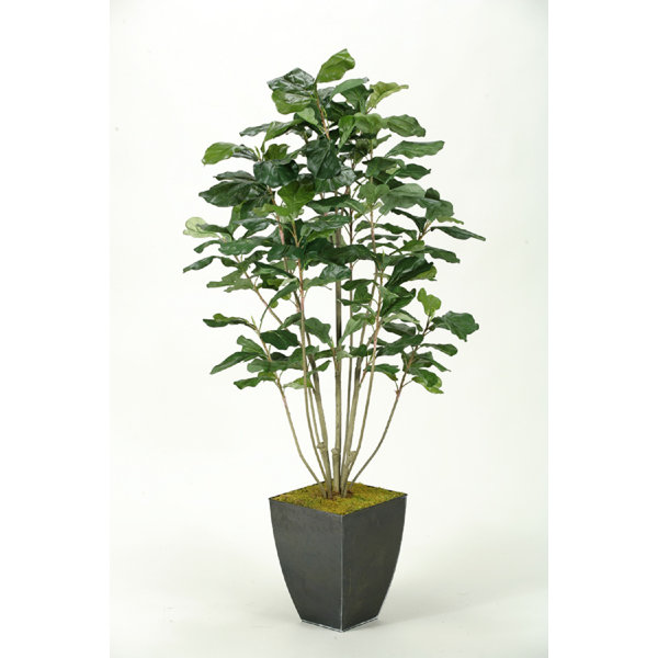 Latitude Run® Fiddle Leaf Fig Tree in Planter & Reviews | Wayfair