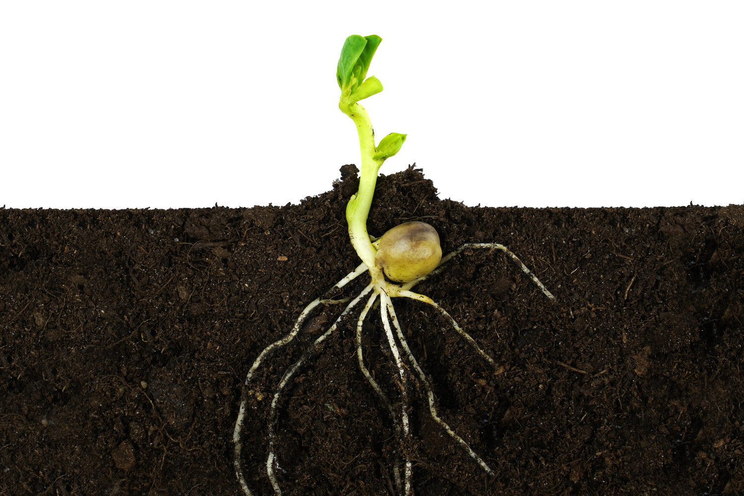 Ebern Designs Growing Sprout Plant - Wrapped Canvas Photograph | Wayfair
