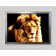 Bright Star Lion Mane - Single Picture Frame Print | Wayfair.co.uk