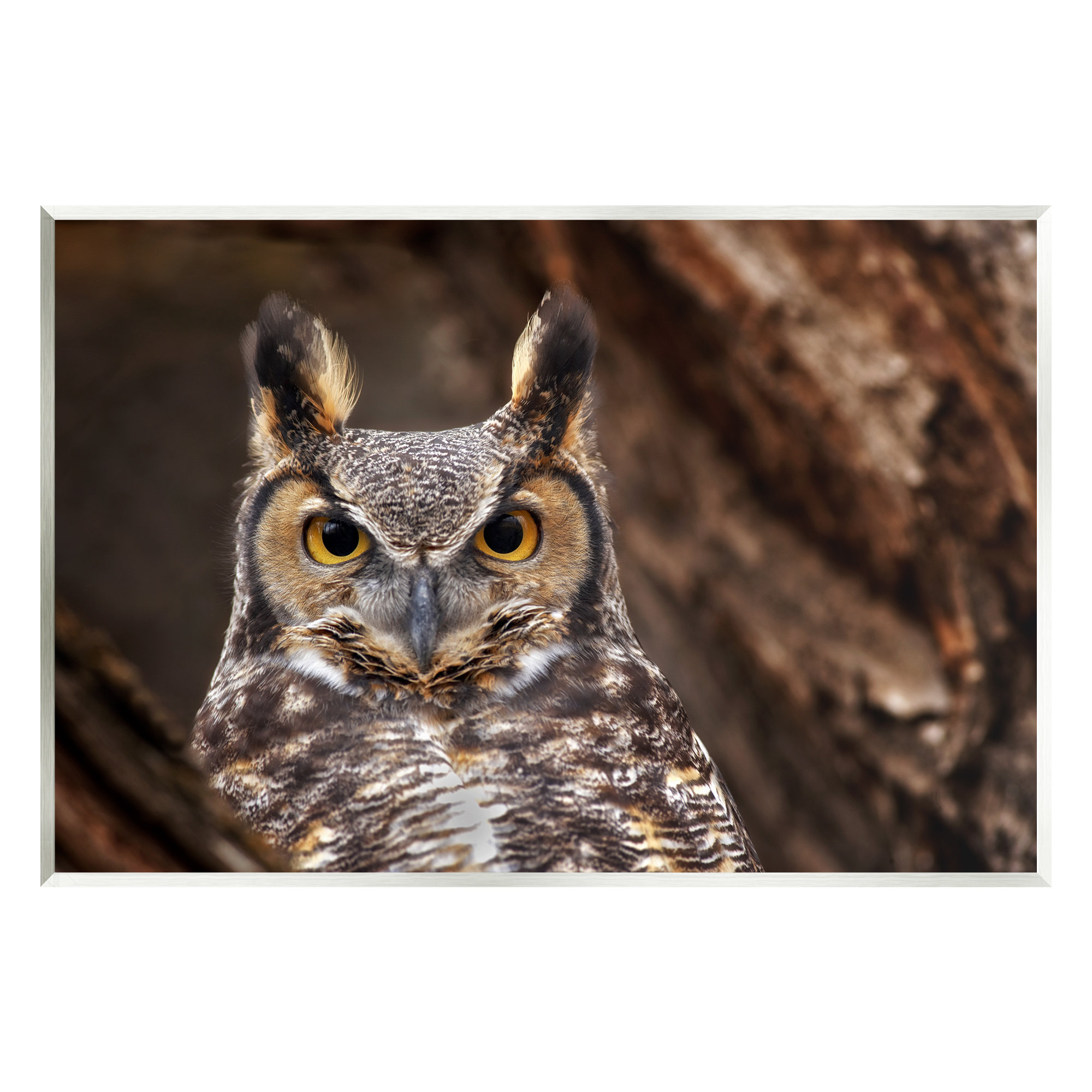 Stupell Industries Horned Owl Nature Photography Wall Plaque Art By ...