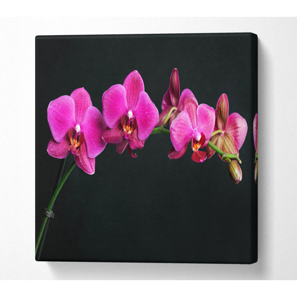 ClassicLiving Arwin Pink Orchids Curve - Wrapped Canvas Art Prints ...