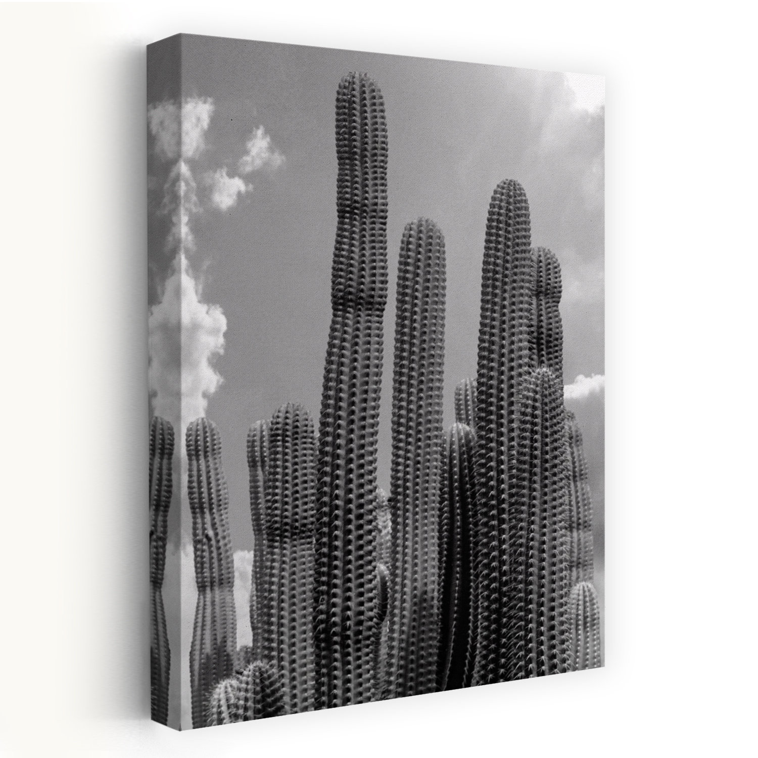Ivy Bronx Where Cacti Thrive - Contemporary Cactus Desert Plant ...