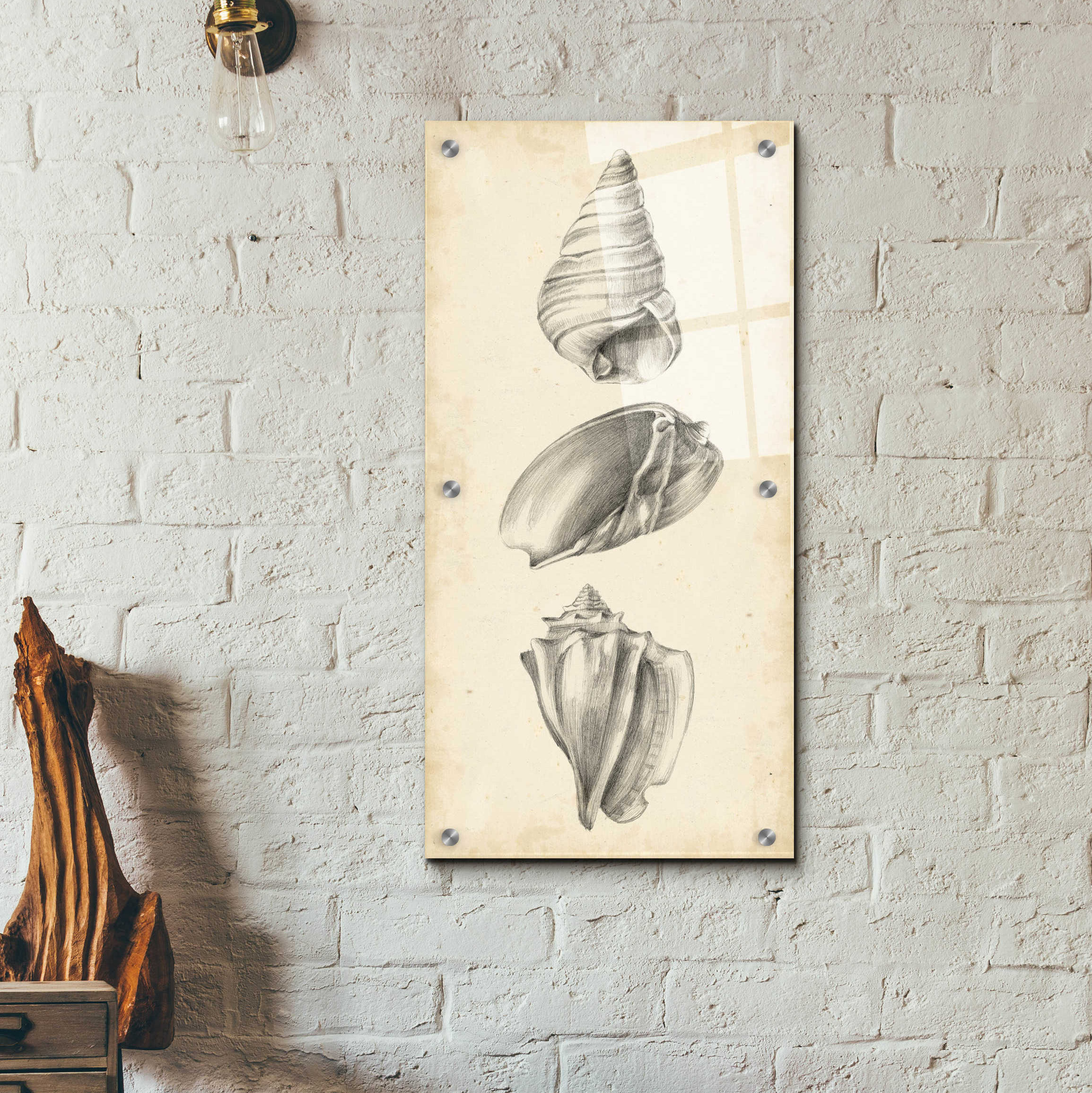 Trinx "Antique Shell Study Panel II" By Ethan Harper, Acrylic Glass ...