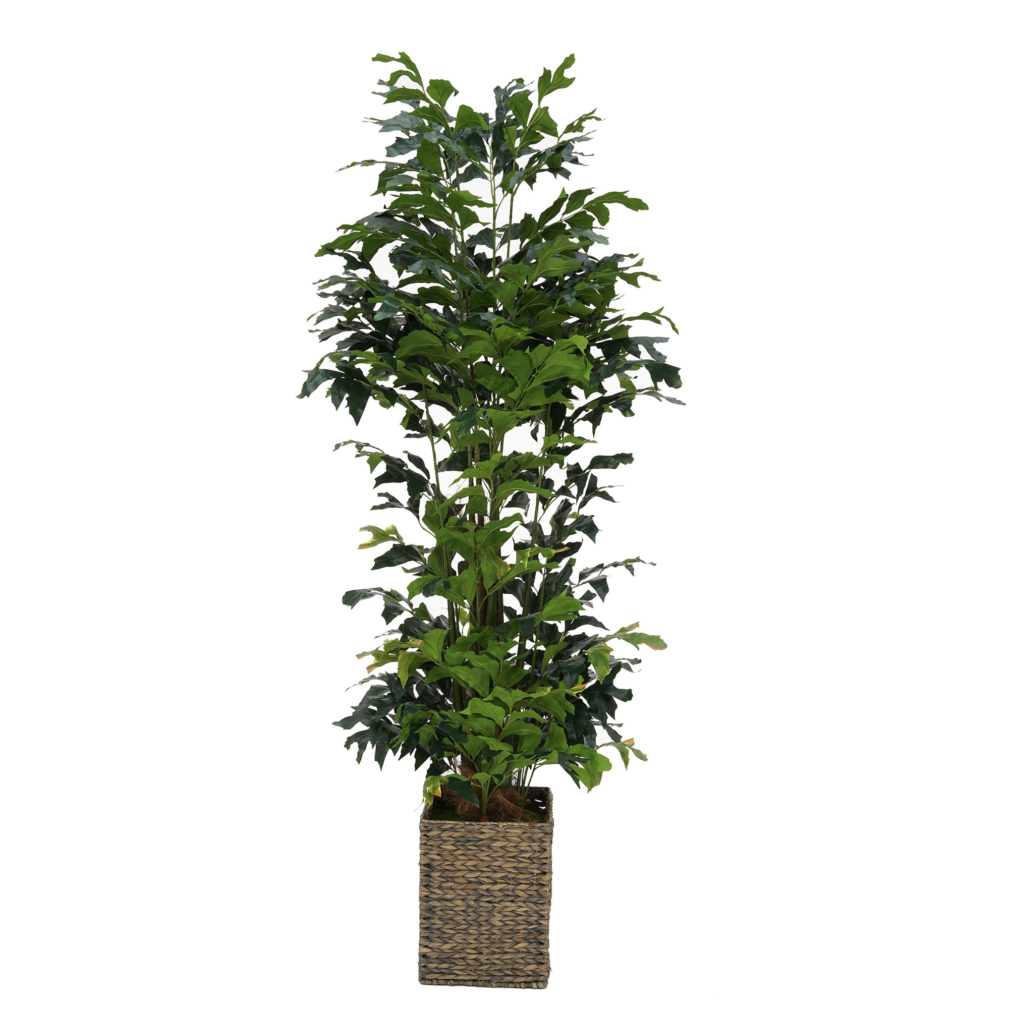Primrue 72'' Artificial Palm Tree in Basket - Wayfair Canada