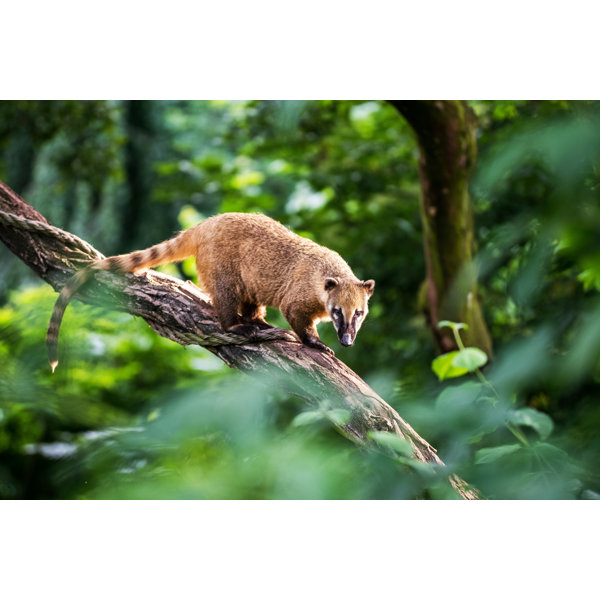 Millwood Pines Nasua Raccoon Coati On Canvas by Castka Photograph | Wayfair