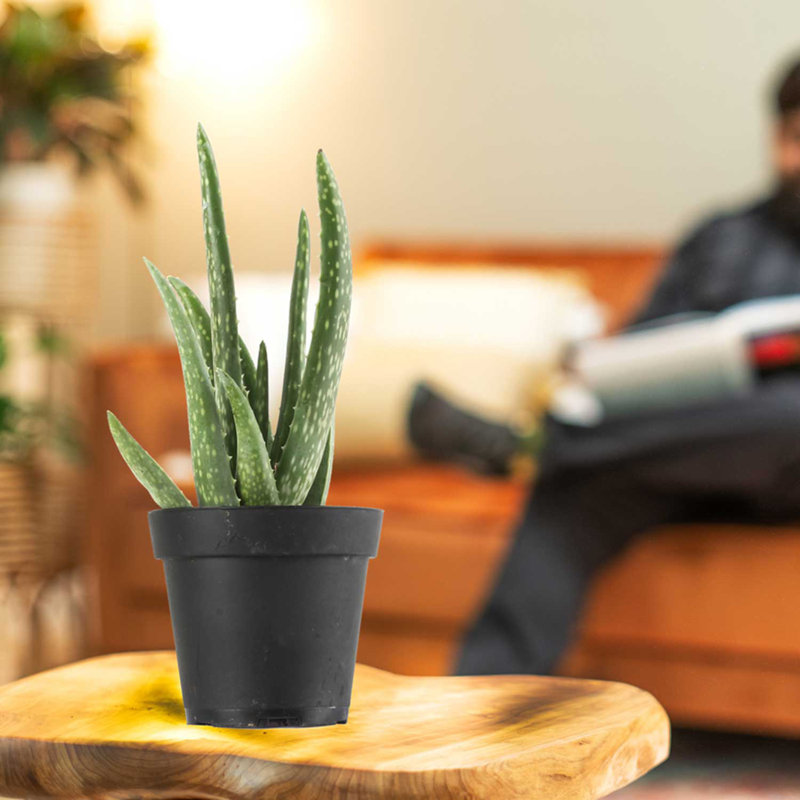 Costa Farms Indoor Aloe Vera House Plant in 4-inch Grow Pot & Reviews ...