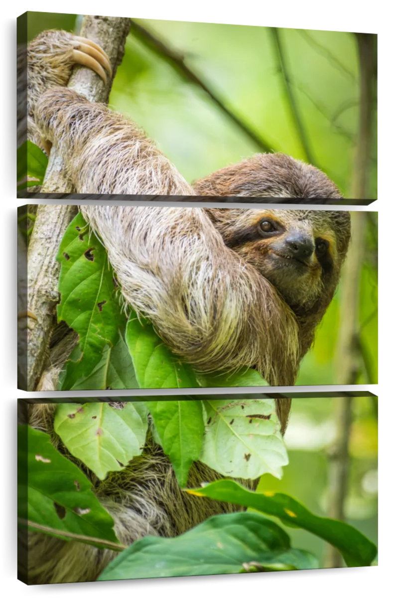 Ebern Designs Baby Three-Toed Sloth - Wayfair Canada