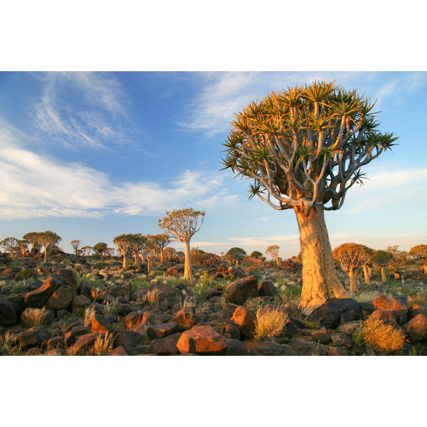 17 Stories Quiver Tree Forest by Yuzu2020 - Wrapped Canvas Print ...