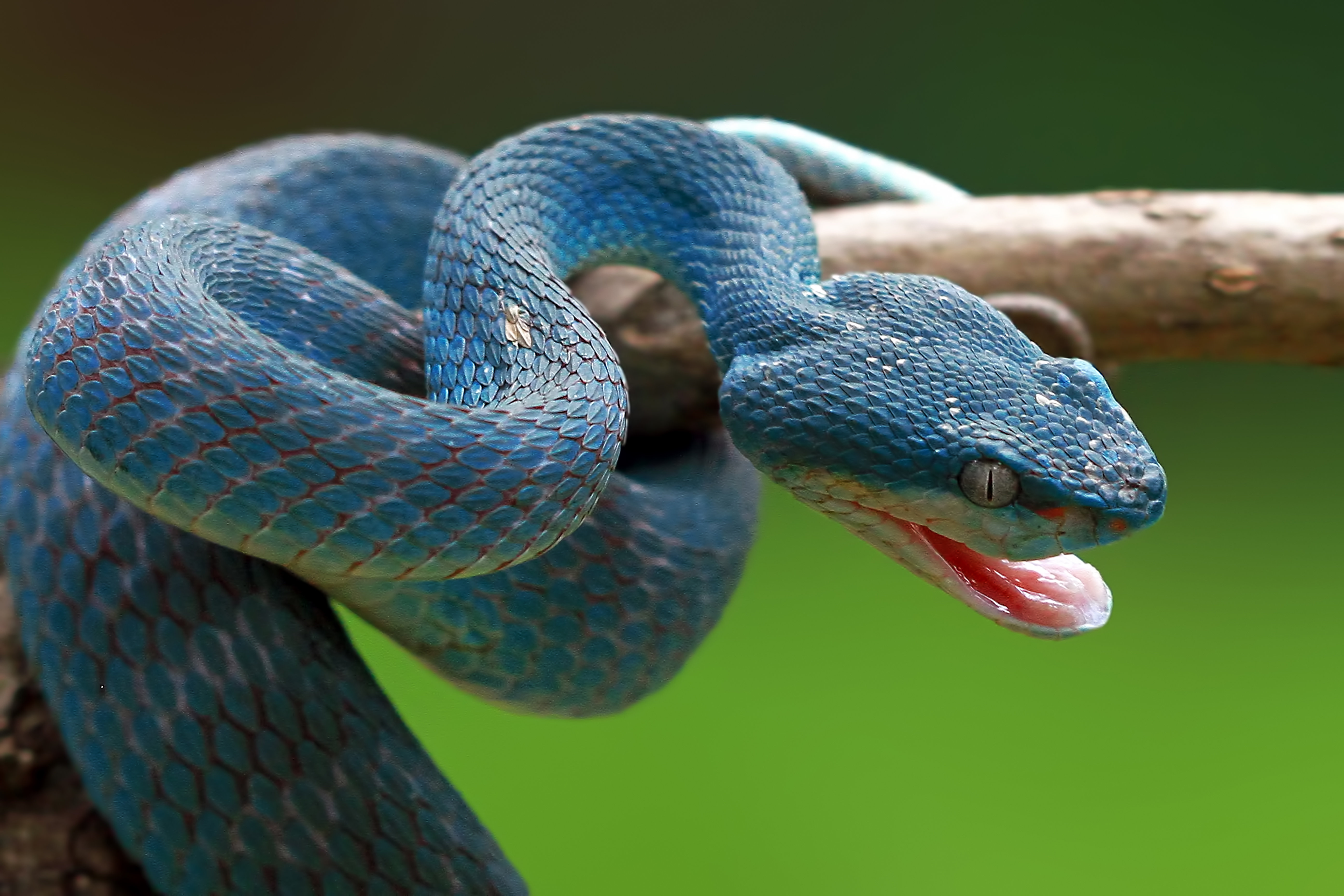 Ebern Designs Blue Viper Ready To Attack, Blue Insularis, Trimeresurus ...