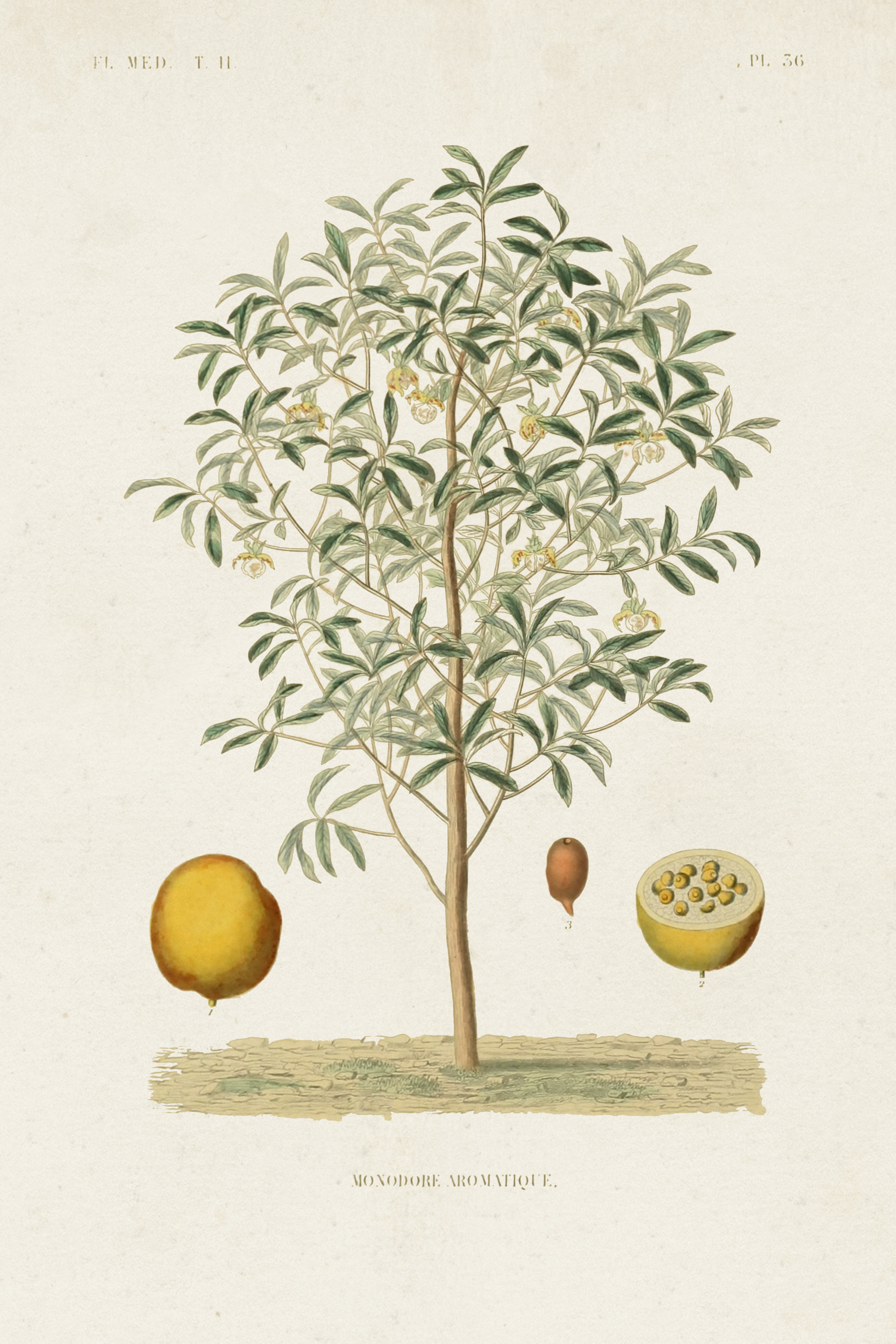 Rosalind Wheeler Antique Tree With Fruit IV - Painting on Canvas ...