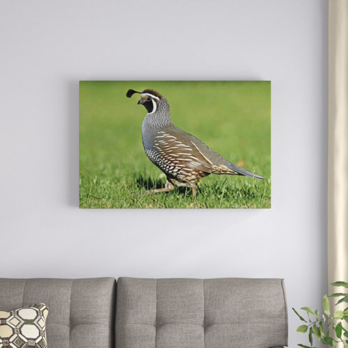 Quail - Wayfair Canada