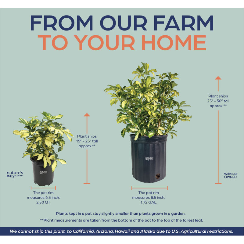 Natures Way Farms Nature's Way Farms Arboricola Trinette Live Plant ...