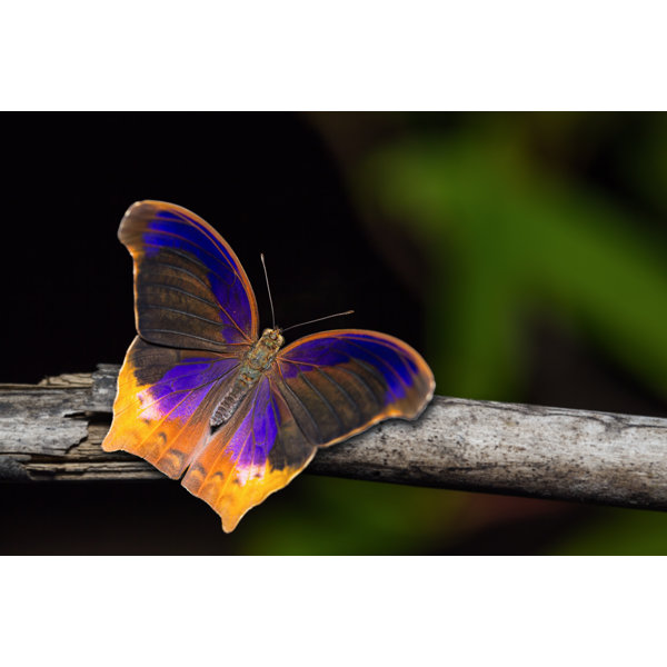 Hokku Designs Cindal " Assyrian Butterfly " by Teptong | Wayfair