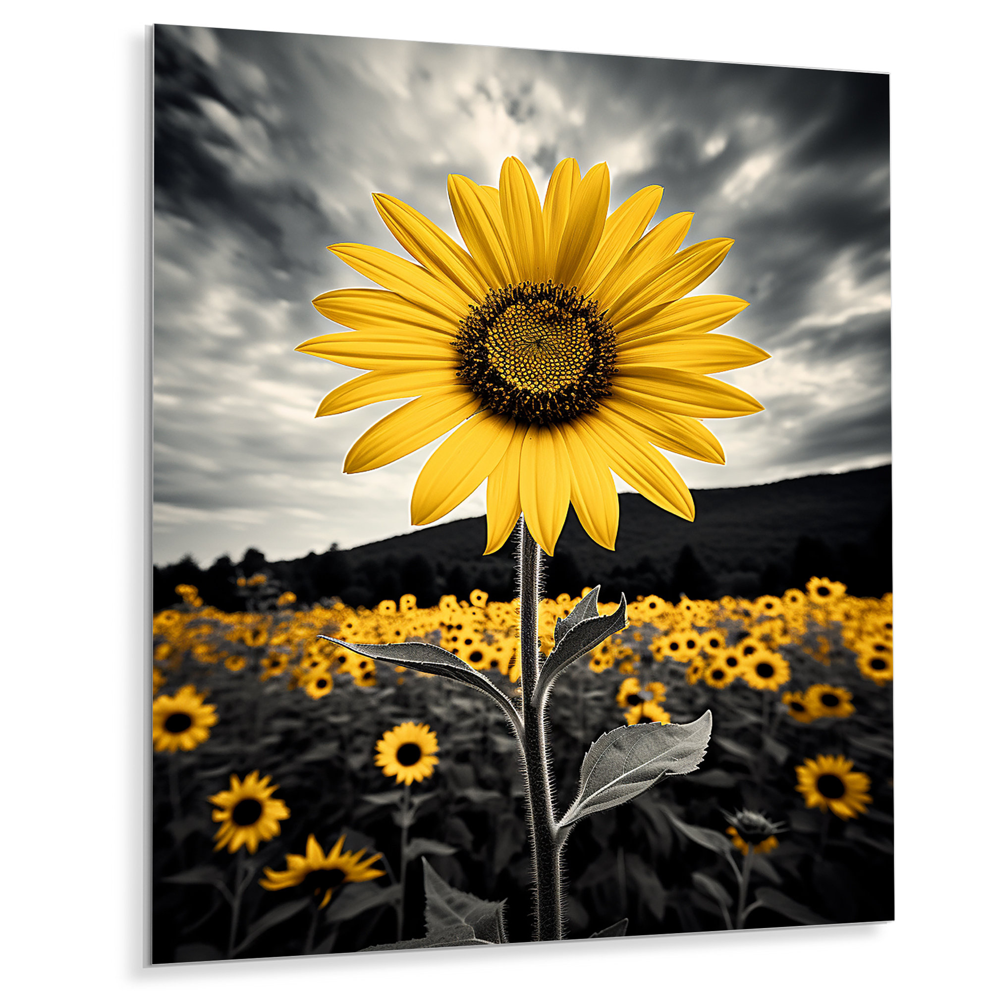 Gracie Oaks Yellow Brown Sunflower Field Emergent Sunflower II - Floral ...