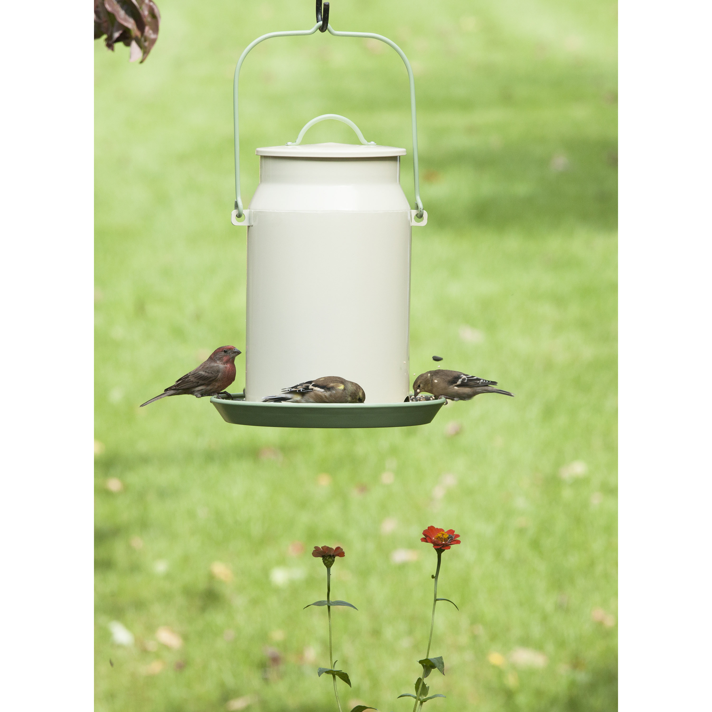 August Grove Wild Bird 5 Lb. Metal Bird Feeder 5 Ports & Reviews ...