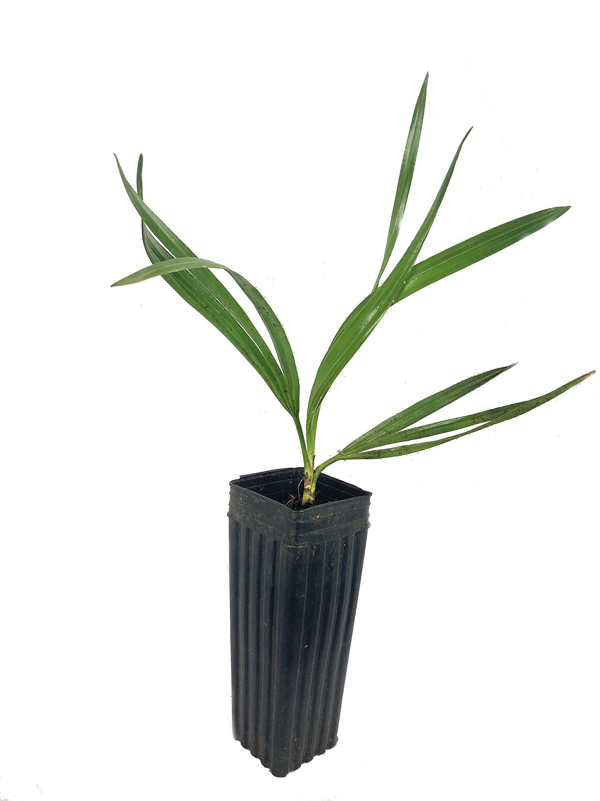 Wekiva Foliage LLC Cuban Petticoat Palm - Live Plant in a 4 Inch ...