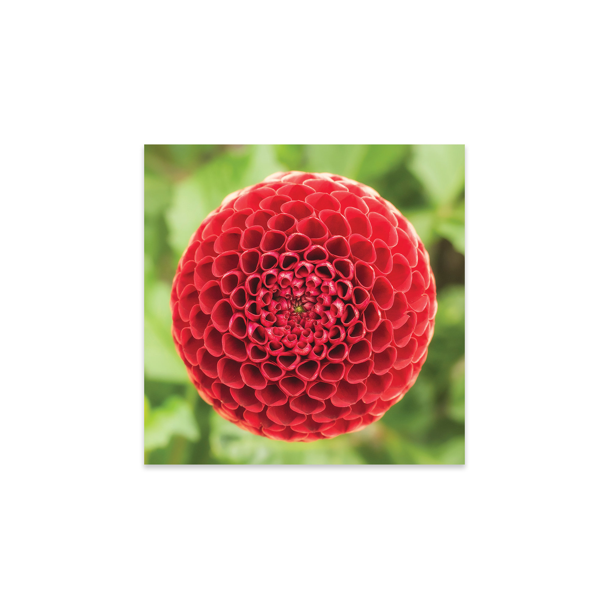 Ebern Designs Red Hive On Plastic/Acrylic by Louis Ruth Painting | Wayfair