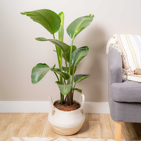 Costa Farms Indoor White Bird of Paradise House Plant in 10-inch Weave ...