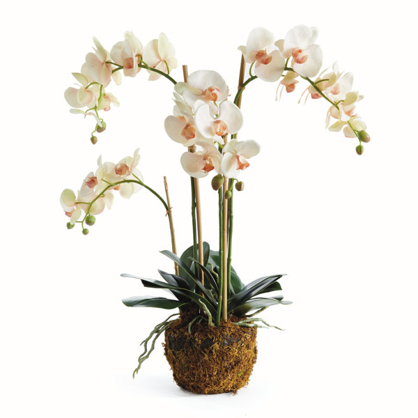 Napa Home & Garden Stiles Handmade Light Pink Orchid with Root Ball ...