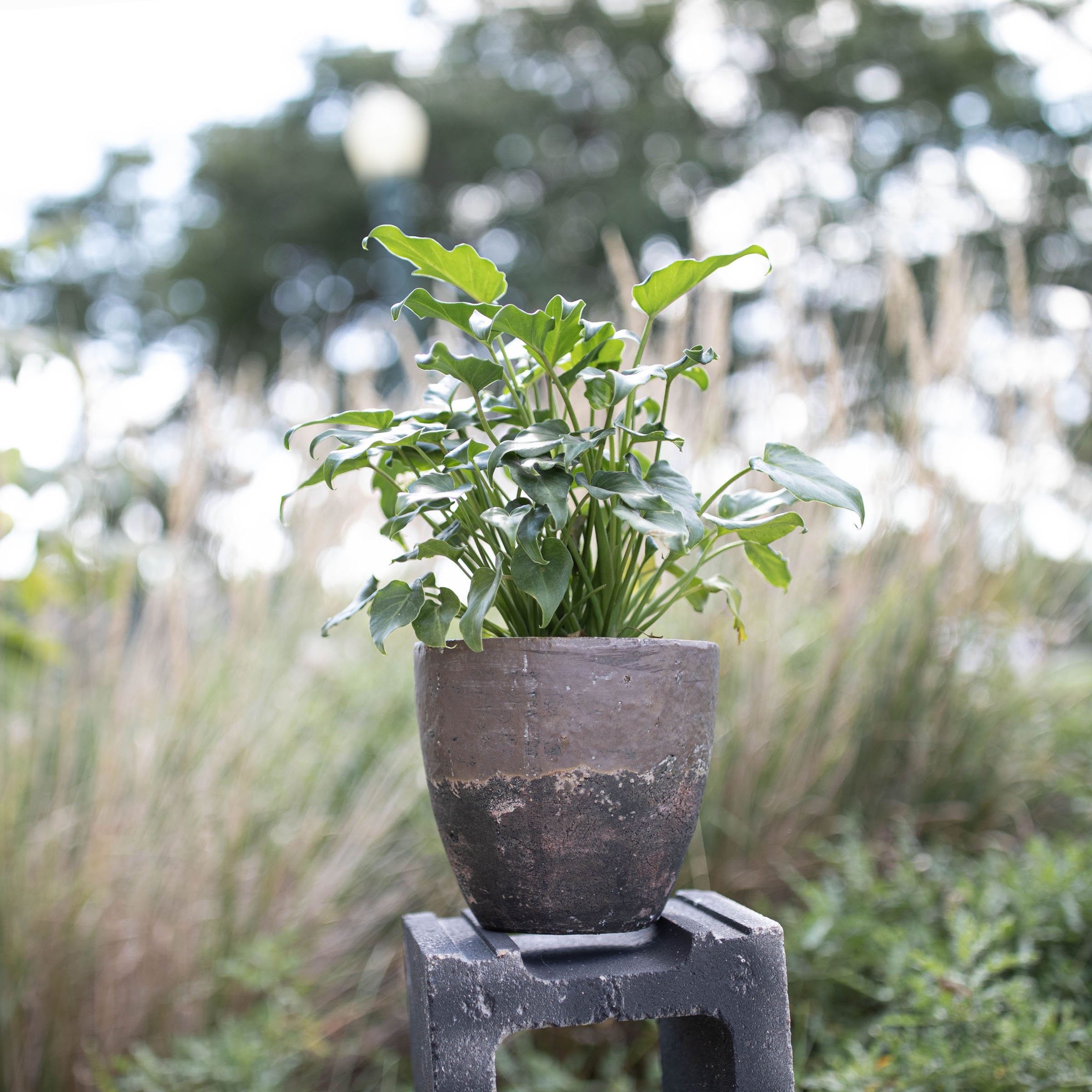 Foreside Home & Garden Terracotta Pot Planter | Wayfair
