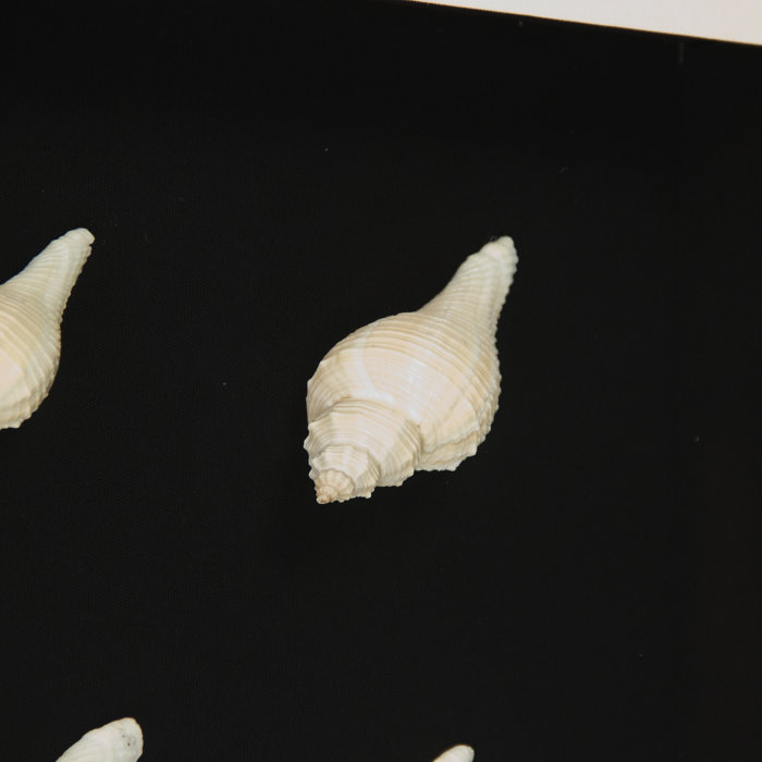 Zentique " Abstract Shell Art " Print on Paper | Wayfair