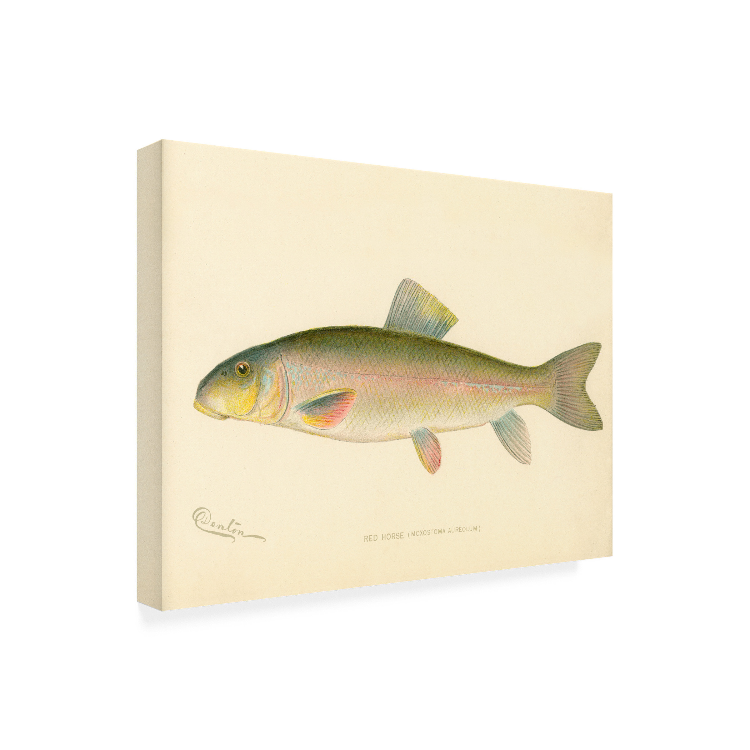 Highland Dunes Red Horse Fish On Canvas by Print Collection Print | Wayfair