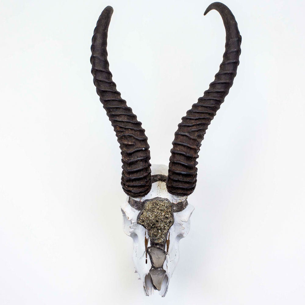 Jamie Dietrich Ambelin Springbok Skull with Horns and Pyrite Wall Décor ...