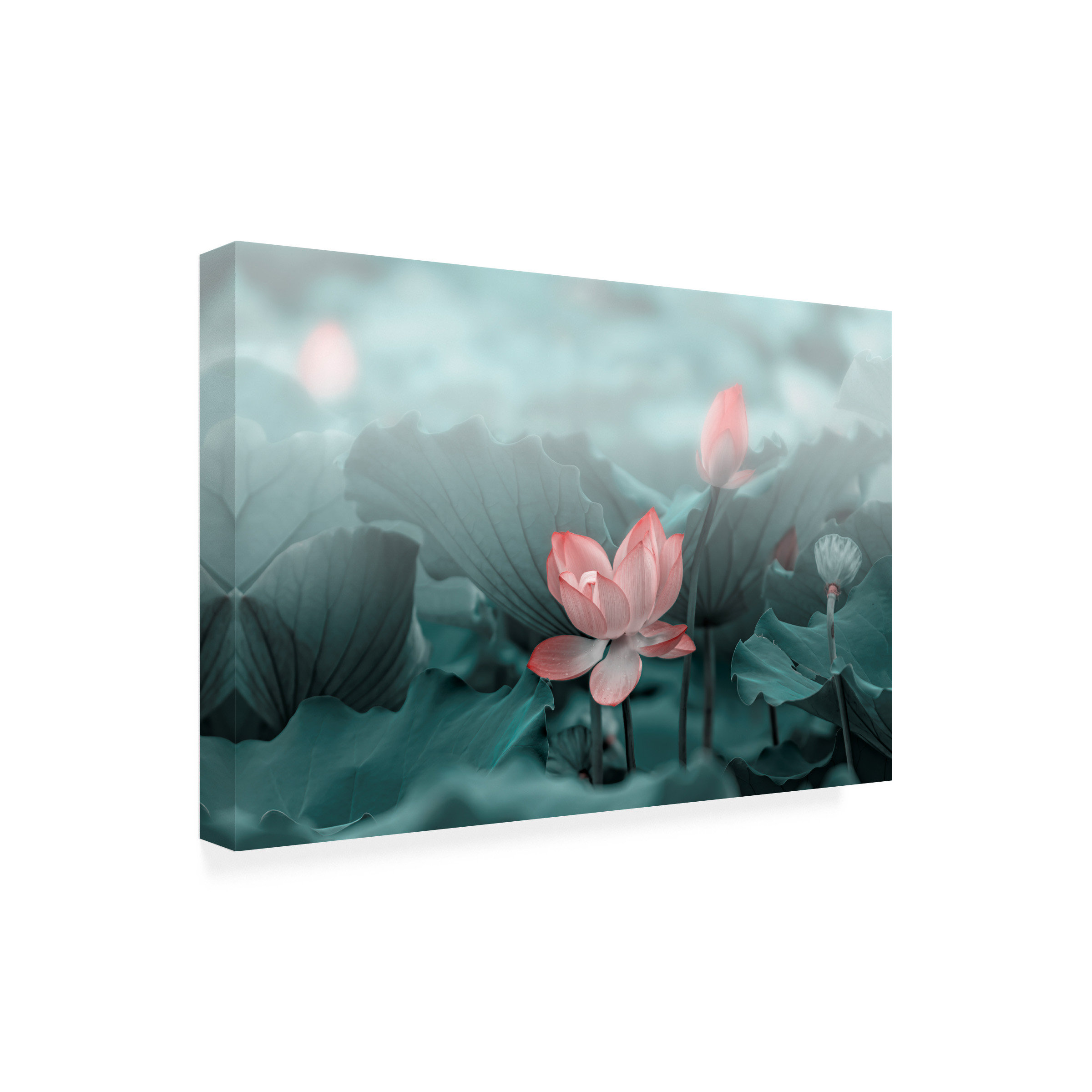 Trademark Art Modern & Contemporary Lotus Flower And Bud by Betty Liu ...