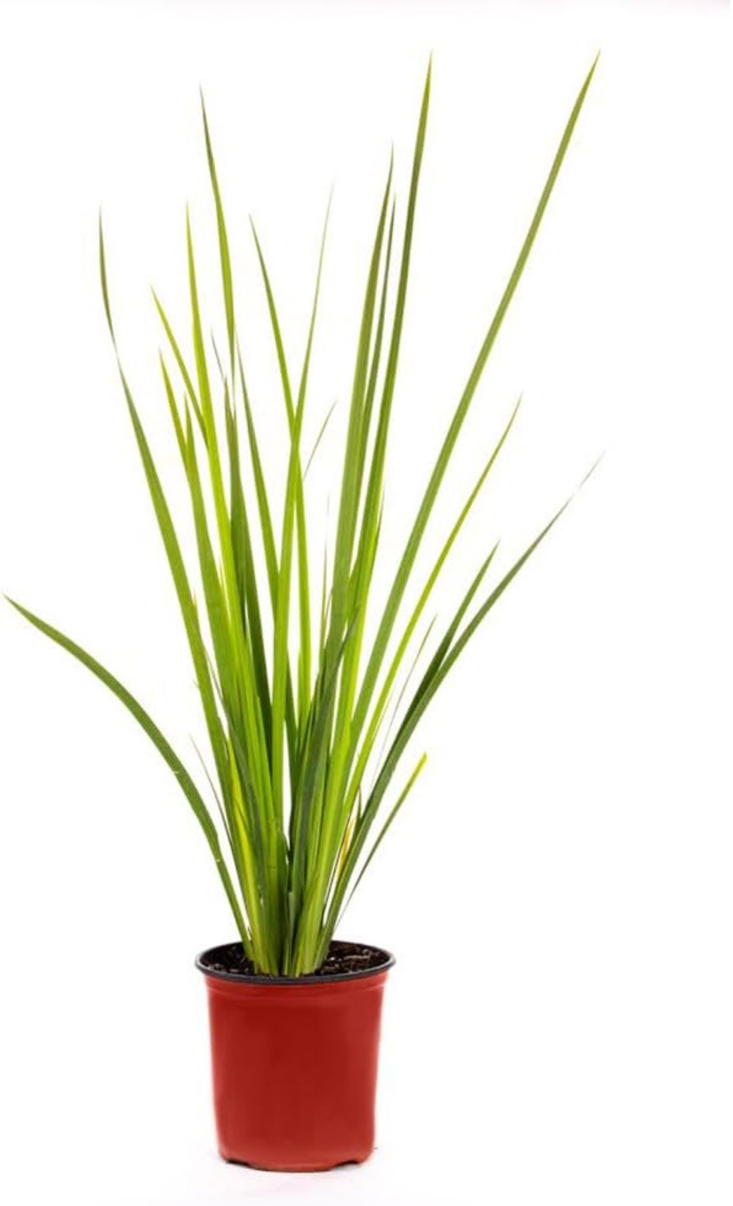 American Plant Exchange Live Flowering Yellow African Iris Plant, 6 ...